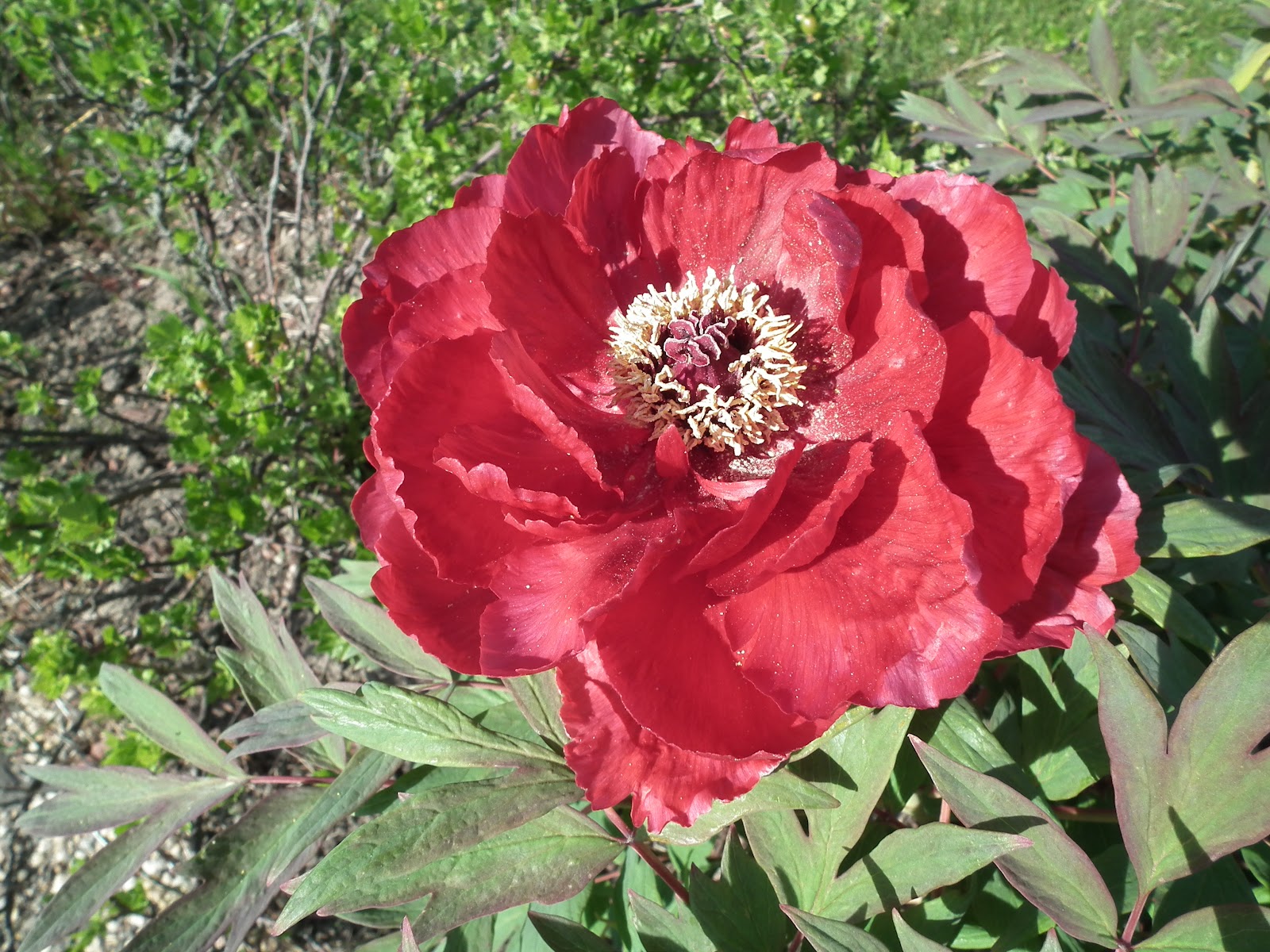 Peonies: Red Tree Peony