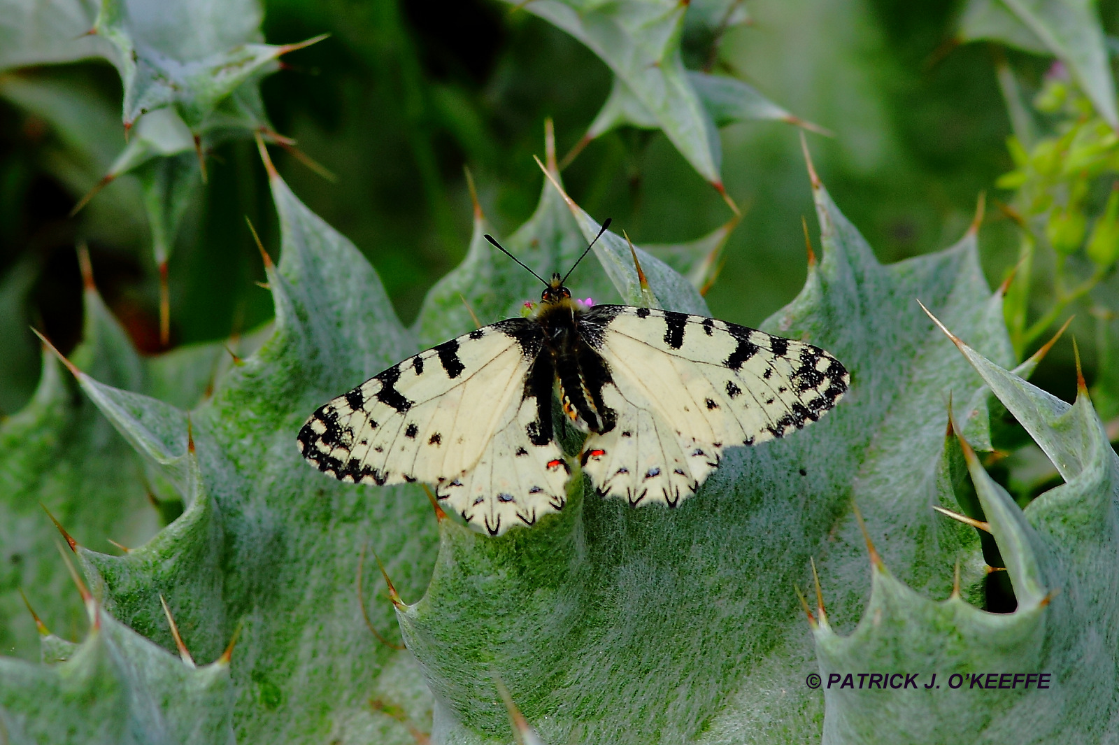 Raw Birds: Butterflies of Crete