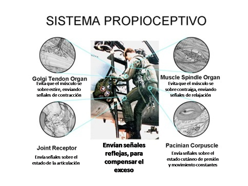 Blog de fisiología de Vladimir Solabdias Quiñonez Palacios: Receptores ...
