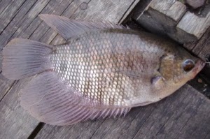 Budidaya ikan Gurame (Osphronemus gouramy) untuk diversifikasi usaha ...