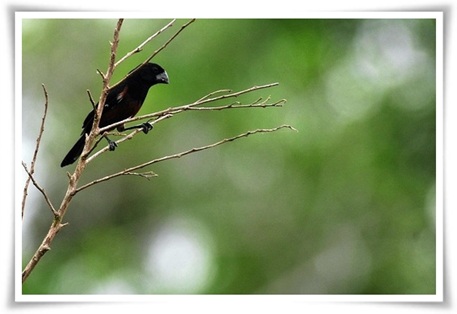 Pássaro Professor: O Curió, também conhecido entre os passarinheiros ...