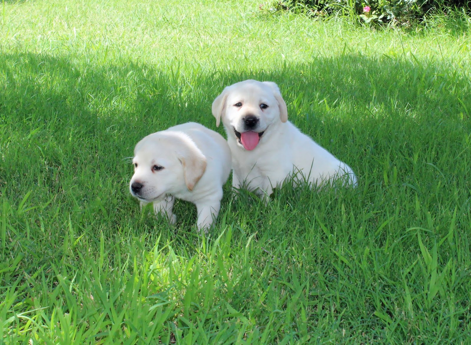 Hero Labradors