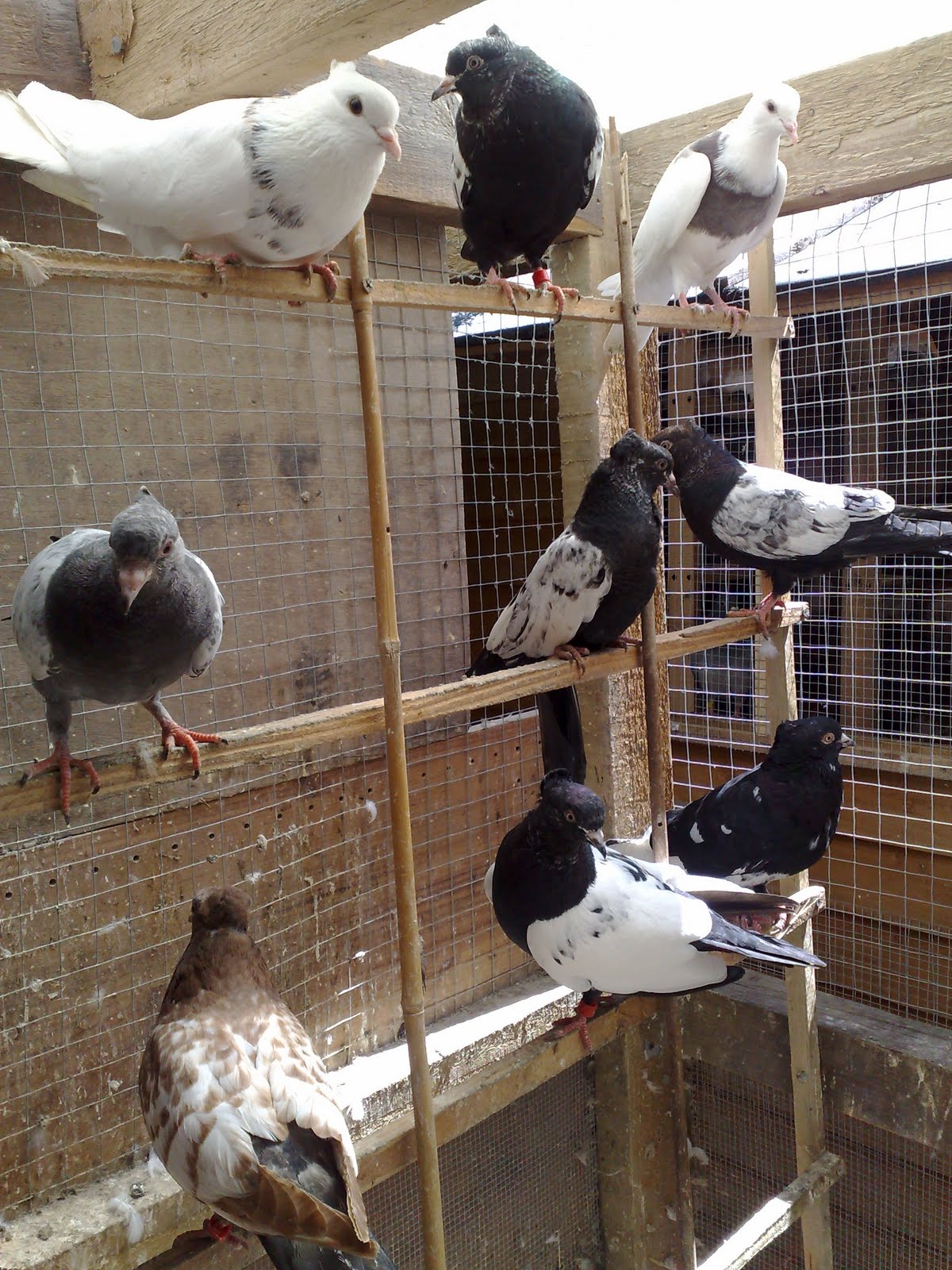 Rezas Iranian Pigeons
