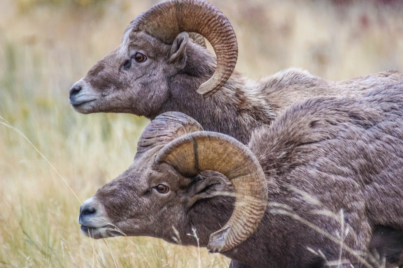 Cannundrums: Rocky Mountain Bighorn Sheep - Washington