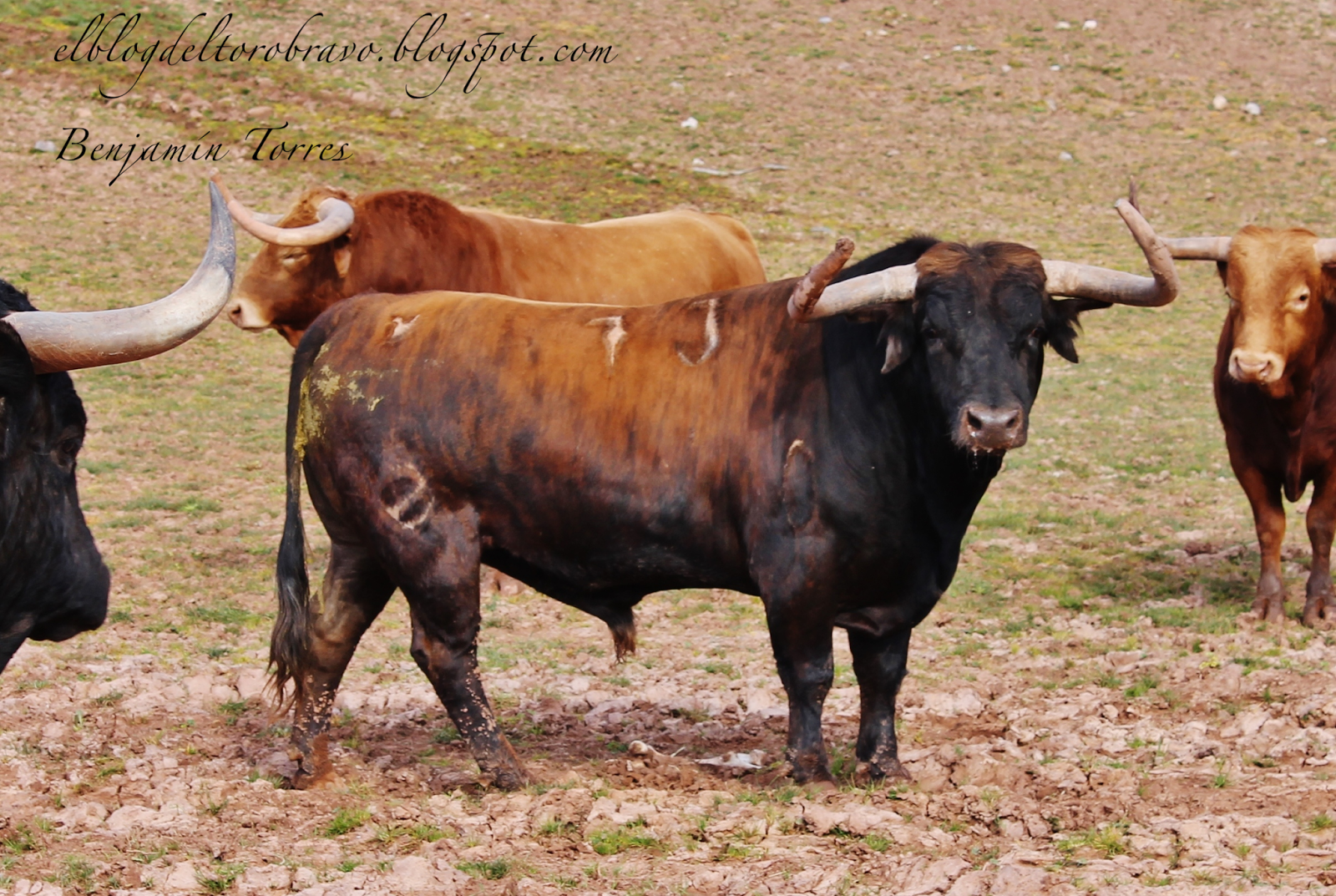 El Blog del toro bravo.: marzo 2014