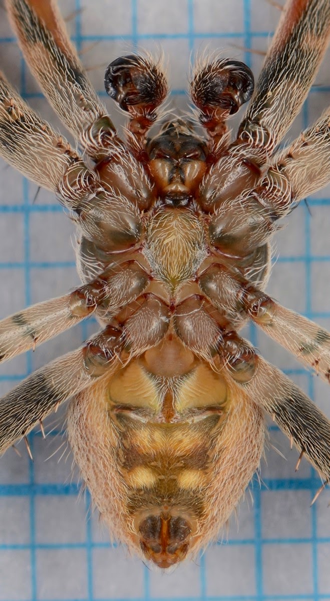 台灣蜘蛛圖片資料: 茶色姬鬼蛛 Neoscona punctigera Doleschall, 1857