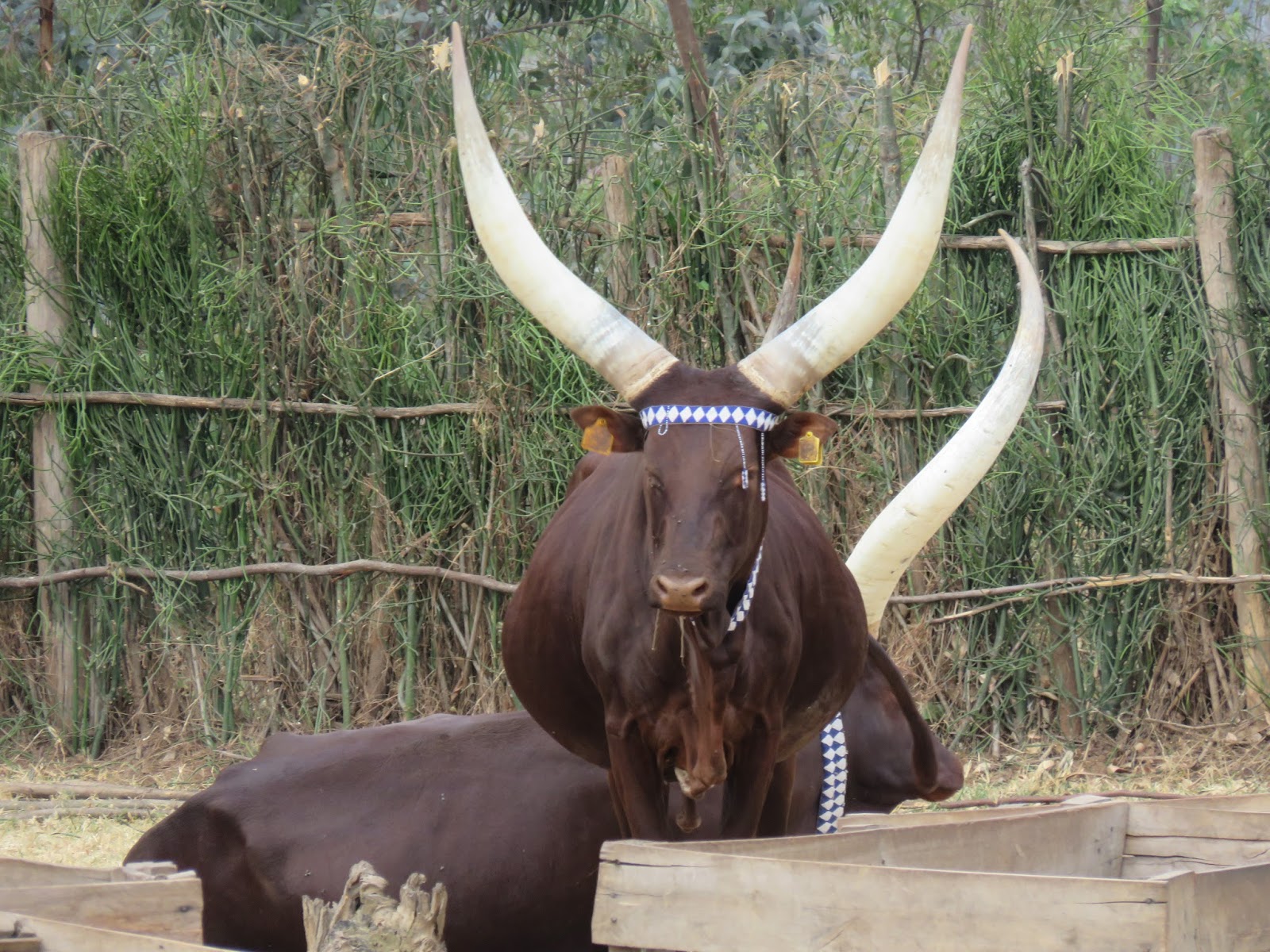 Adventures in Rwanda