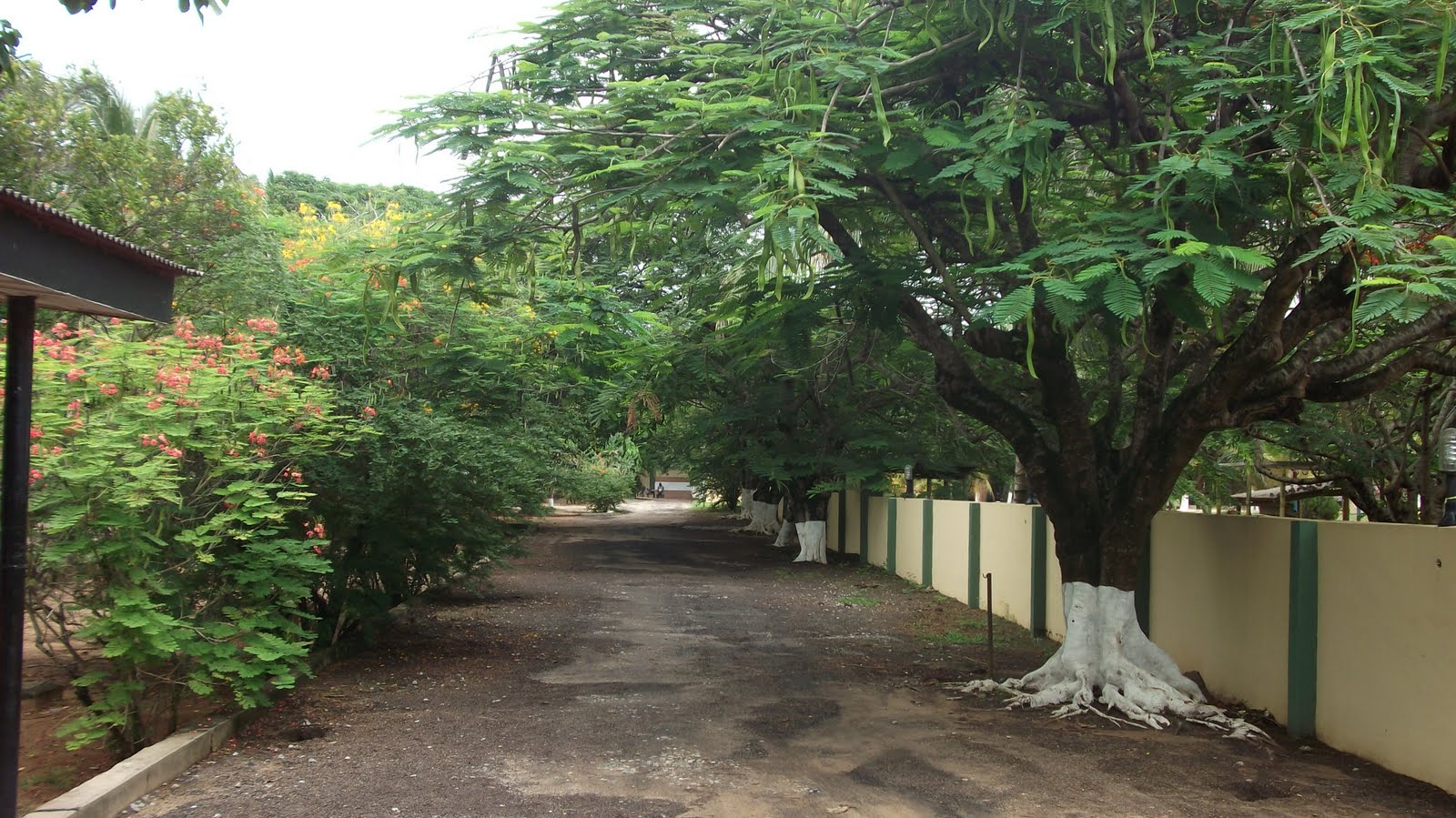 AUSTIN JACOBSON.TOURISM: Whispering Palms Resort, Bagary