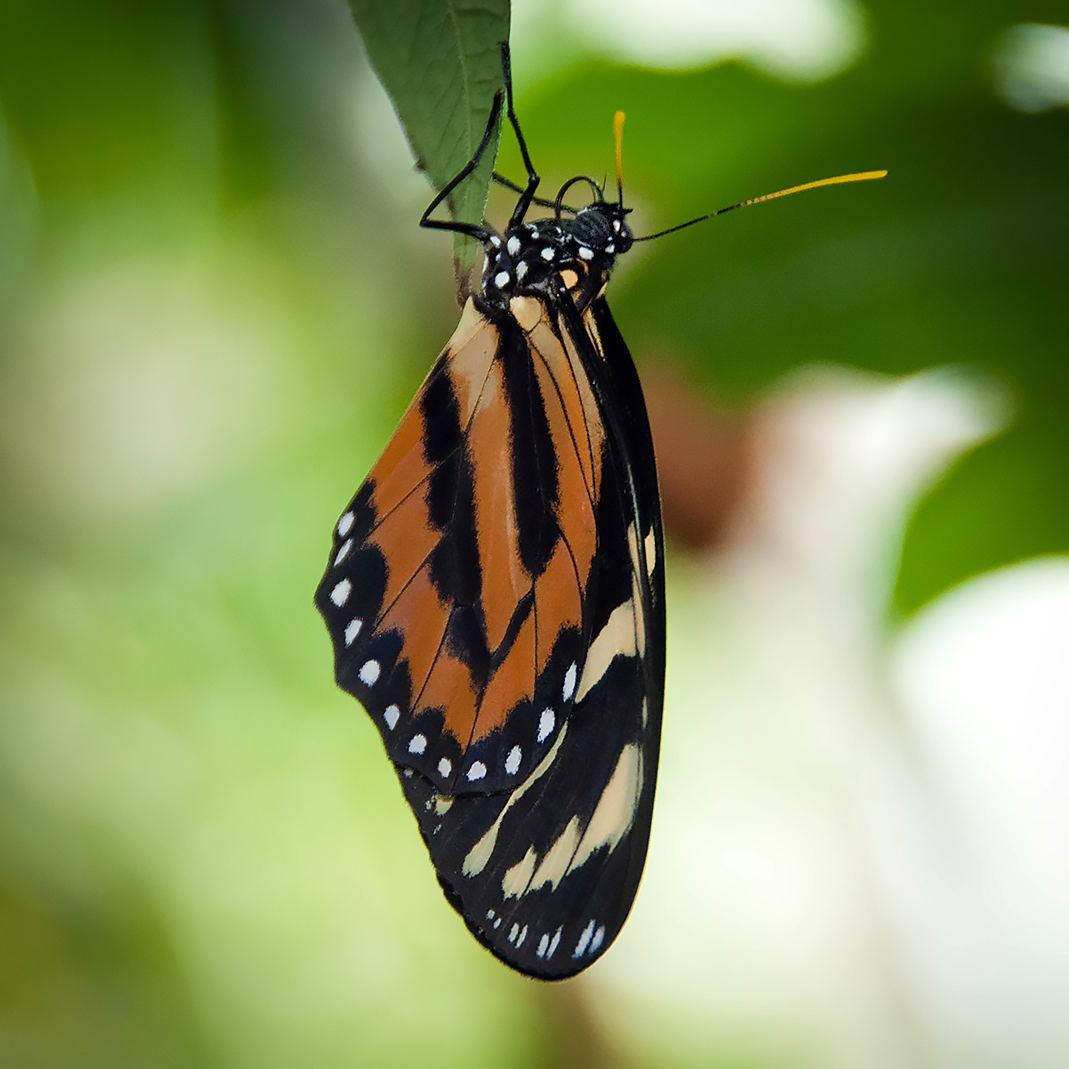 Pacific Science Center Life Sciences: Look--It’s Another Tiger Wing ...