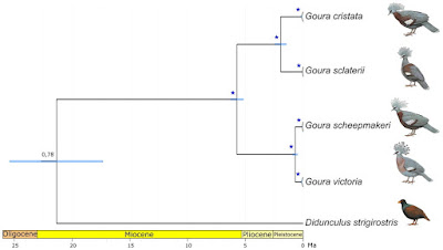 Species New to Science: [Ornithology • 2018] Recovering the ...