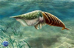 Hurdia - Alchetron, The Free Social Encyclopedia