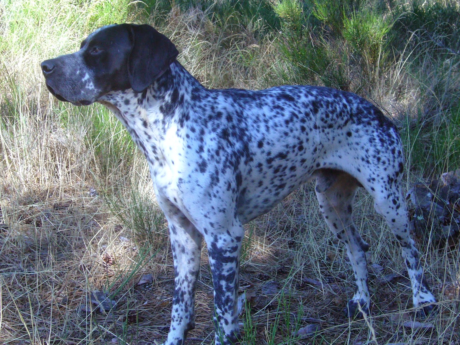 El Lance : ¿ QUIEN DICE QUE LOS POINTER NO EMBARDALAN