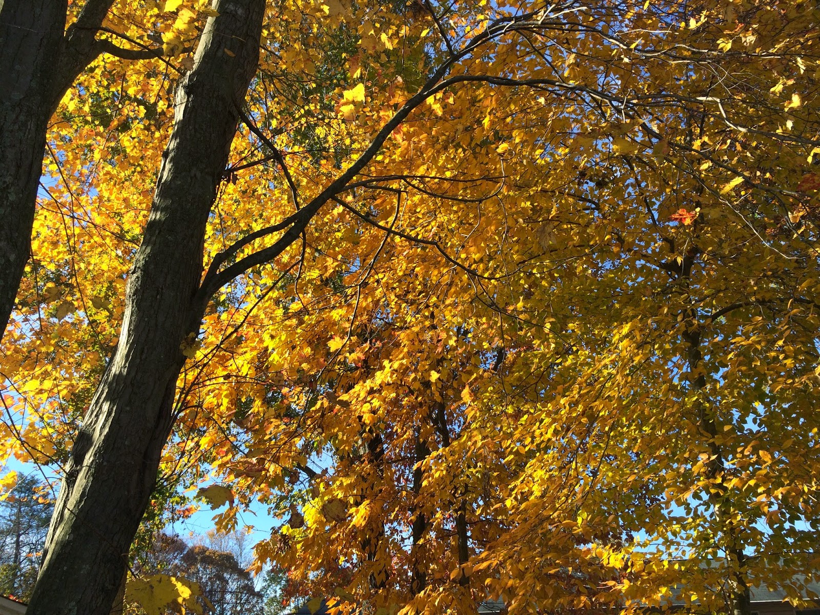 Springfield Things: Trees