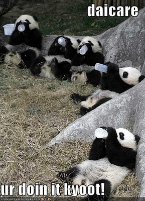 Funny Pictures Gallery: Funny panda, funny panda pictures, funny pandas ...