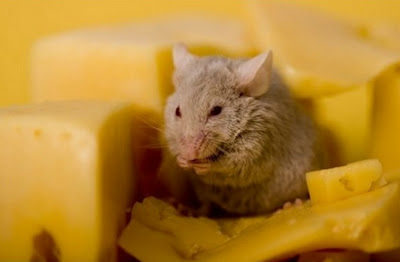 Mouse and Cheese - Priceless Pic