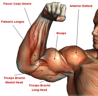 Pengertian Otot, Karakteristik, dan Fungsi Otot - Biologi Edukasi ...