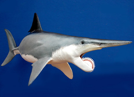 Life Before the Dinosaurs: Helicoprion (Part 1).