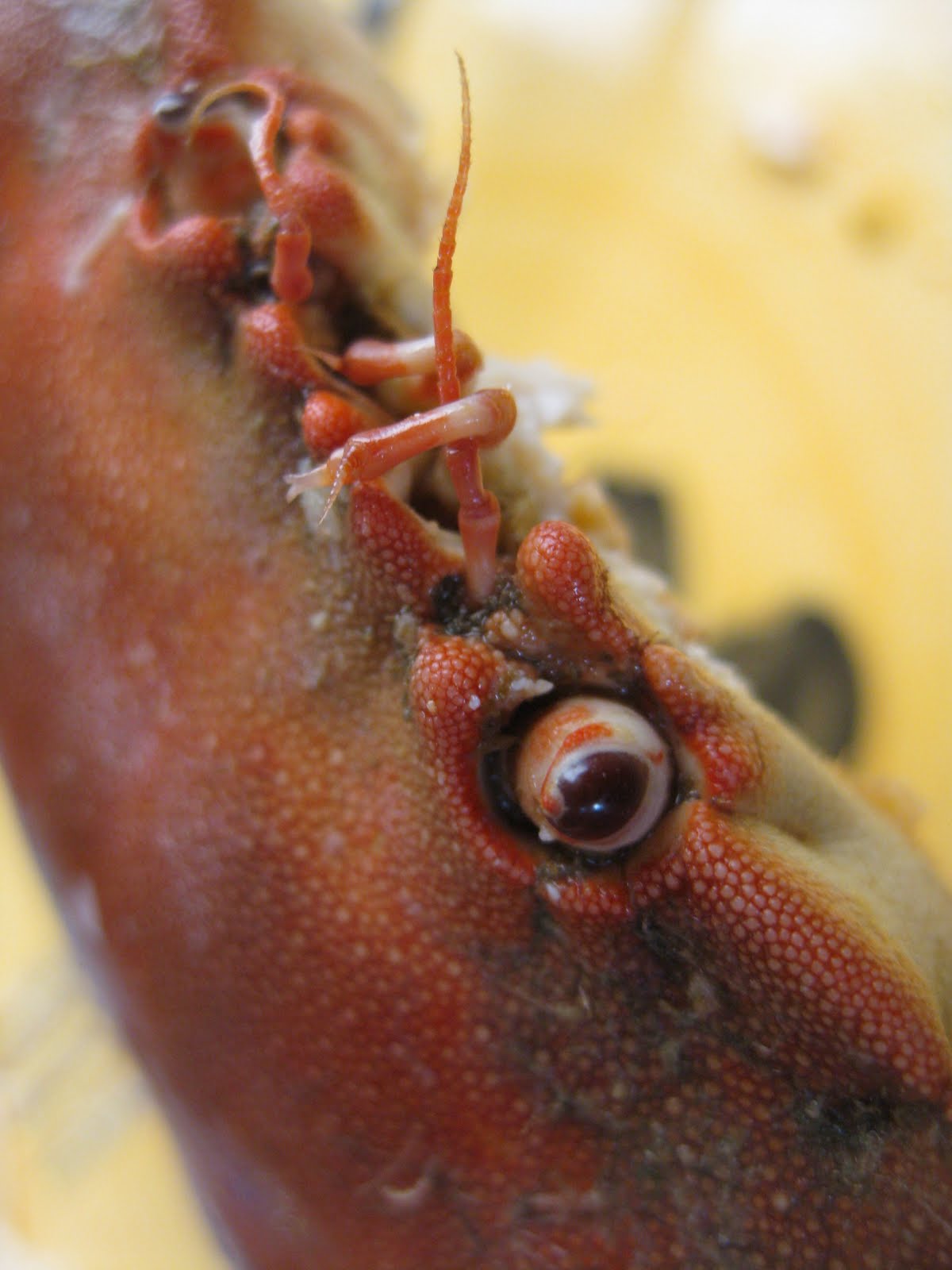 jem-goodgreef: Meet the Cromer Crab