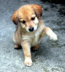 How to Take Care of an Askal Puppy ~ Hobby Shobbys