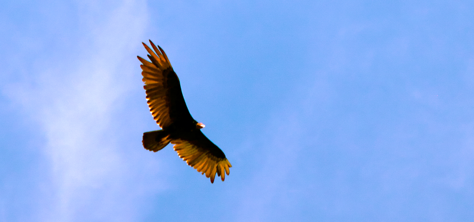 Arizona Artist Jephyr (aka Jeff Curtis): Arizona's Salt River: Lotza ...