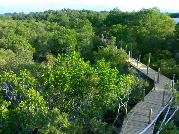Ang Pulo - Calatagan Mangrove Forest Conservation