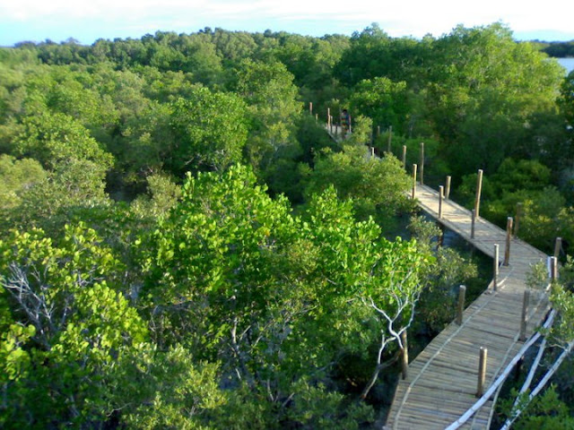 Ang Pulo - Calatagan Mangrove Forest Conservation