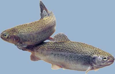 CLUB DE PESCADORES EL GARIBOLO: Peces Invasores