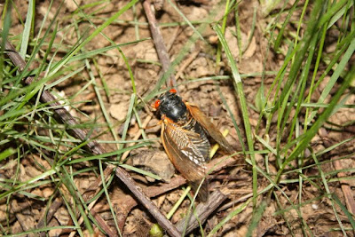 Life Through A Lens: Brood XIX Periodical Cicada 2011