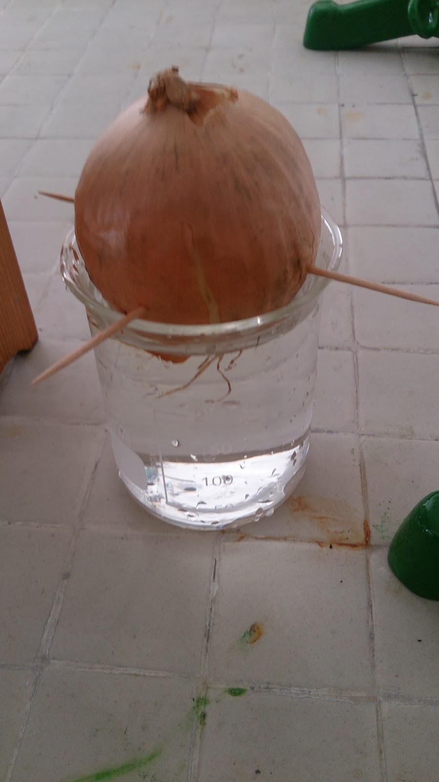 laboratorio2bach: Mitosis en células de raíz de cebolla