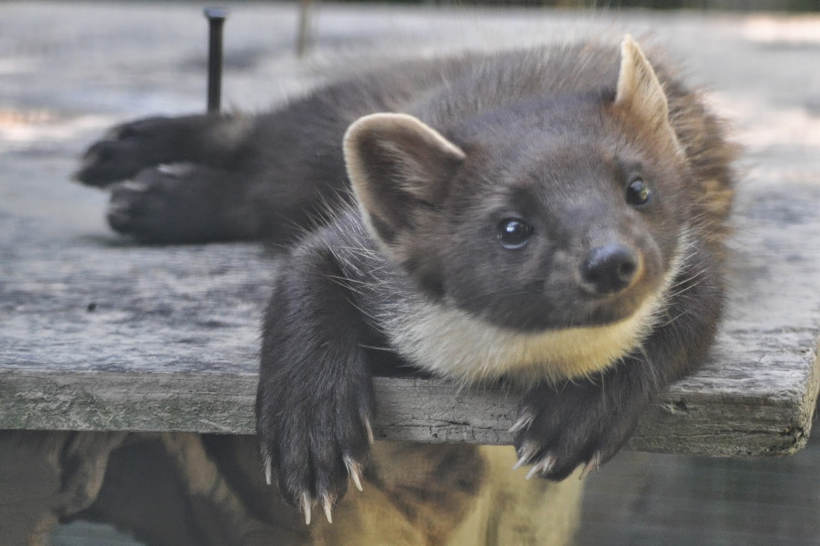 ZOOTOGRAFIANDO (MI COLECCIÓN DE FOTOS DE ANIMALES): MARTA EUROPEA ...