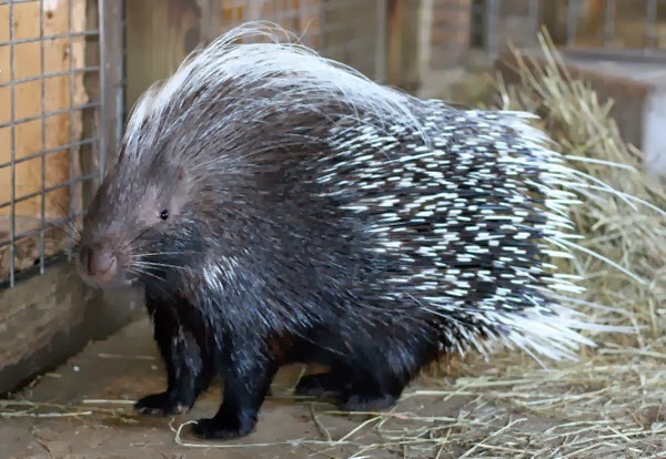 Hystrix Cristata | Animals Facts & Latest Pictures | All Wildlife ...