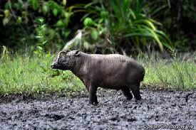 Klasifikasi Babi Rusa (Babyrousa babyrussa) - Biologi Edukasi: Belajar ...