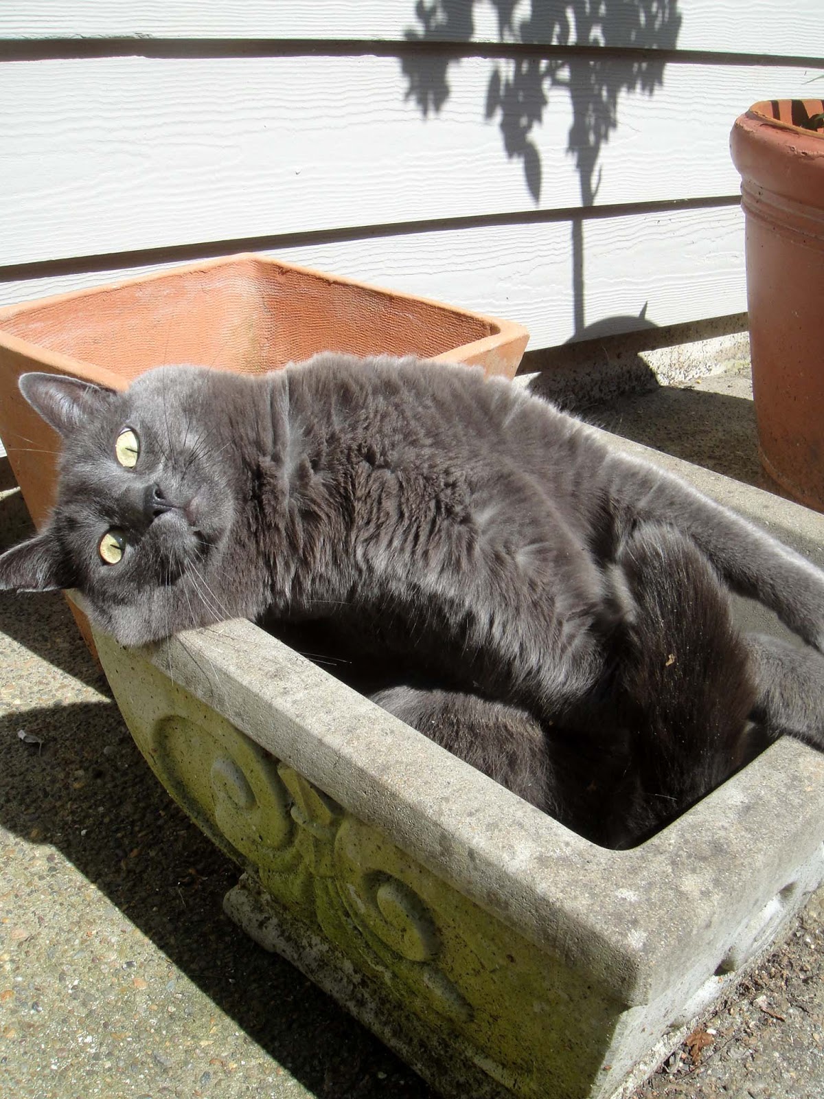 Gardening with Wyatt: Working for Cats