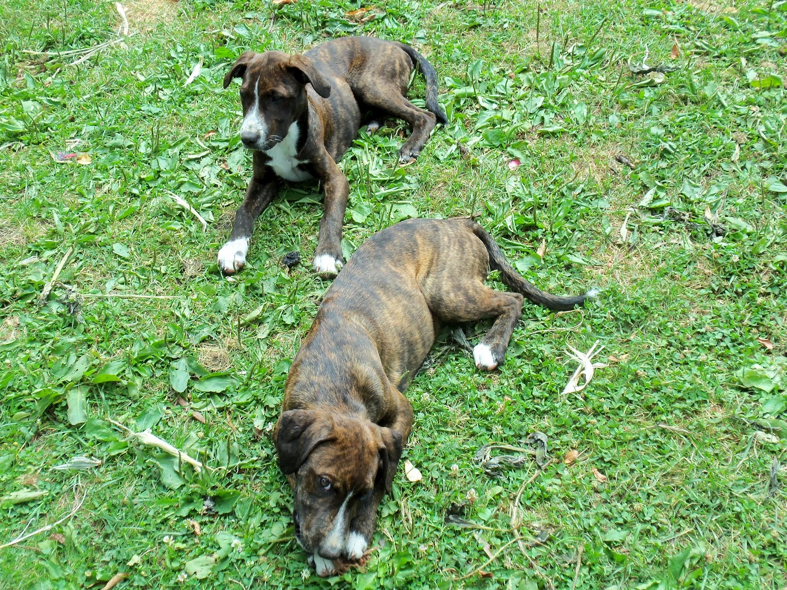 Discover the Labrabull: An Athletic and Affectionate Hybrid Breed with ...