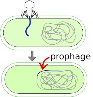 Perbedaan Daur Litik dan Lisogenik (Perkembangbiakan Virus) | Catatan SiMar