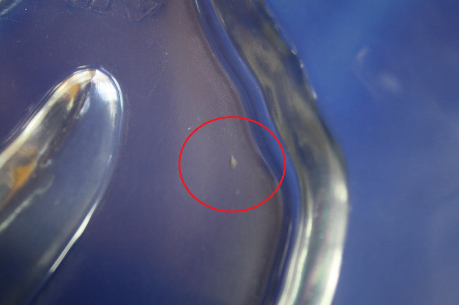 Rainbowaq Triops: Live Breeding!