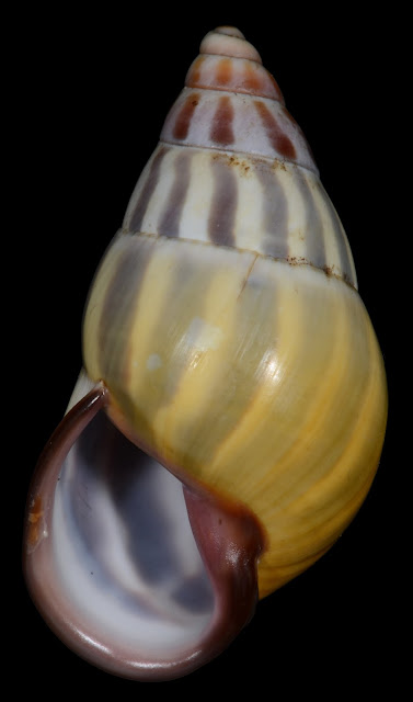 Dr. Lee's Gallery Museum: Amphidromus florensianus 39.40mm (Regular form)