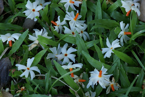 Cityscape Calcutta : Shiuli Flower: Night Jasmine