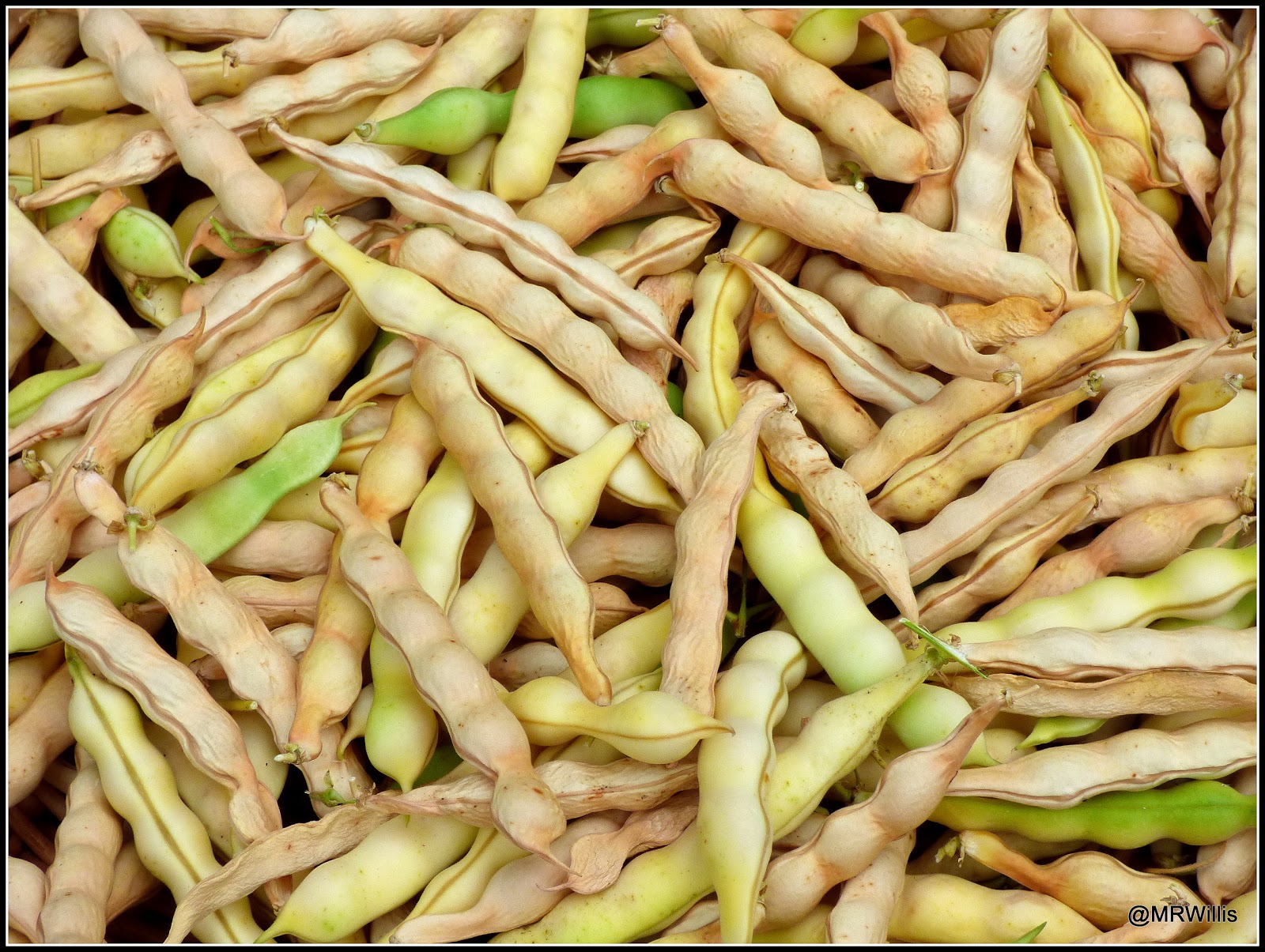 Mark's Veg Plot: The Shelling Beans are shelled.