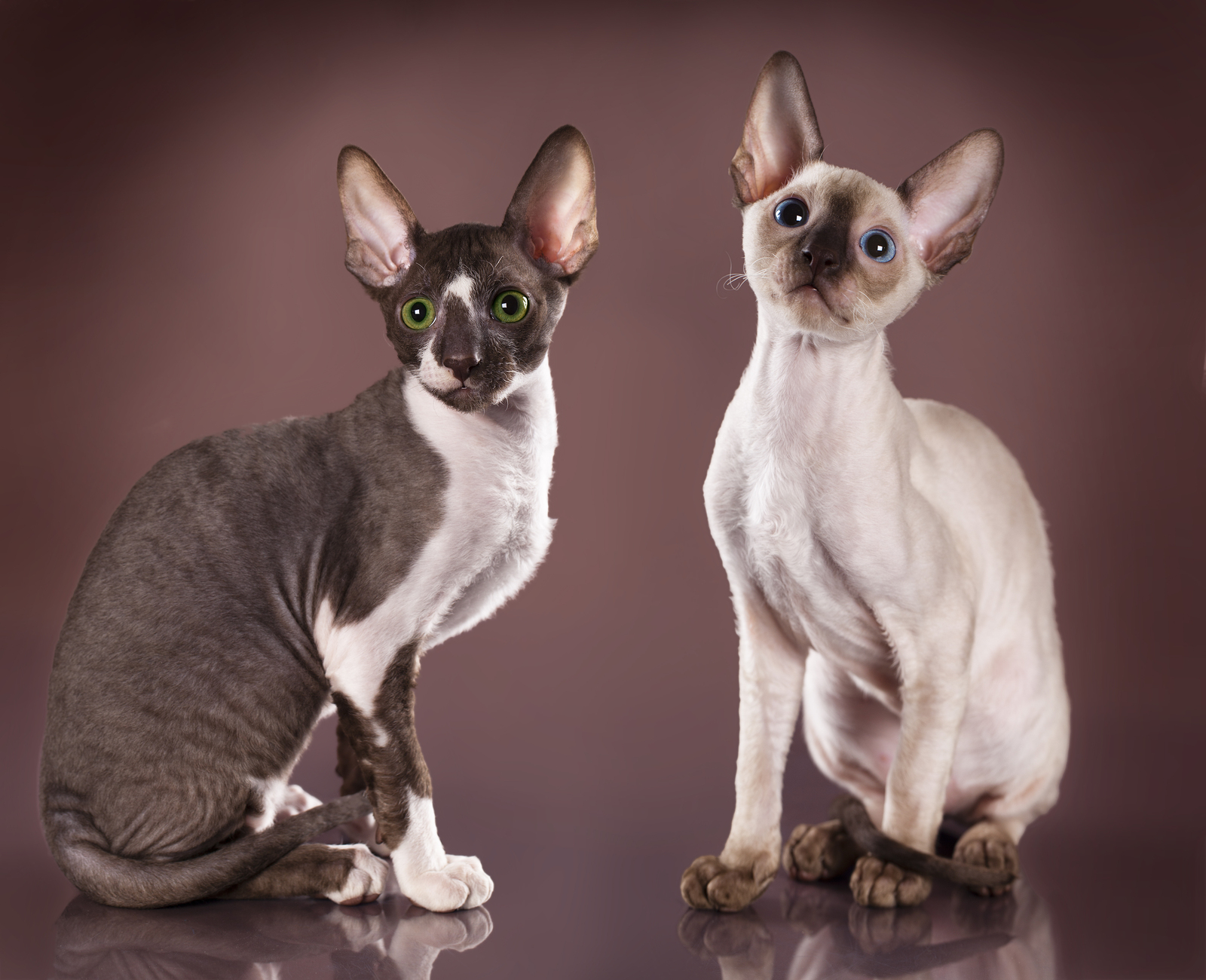Nós, os Cachorros - No Japão: Raças de Gato: Cornish Rex