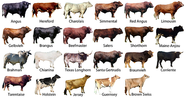 Bangsa Sapi Unggul asal amerika serikat - Elinotes review