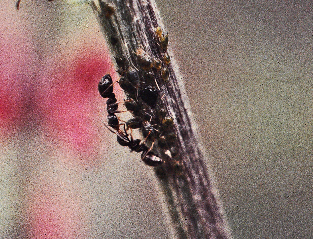 Gardening with John Steedman: Dischidia pectinoides (kangaroo pocket ...