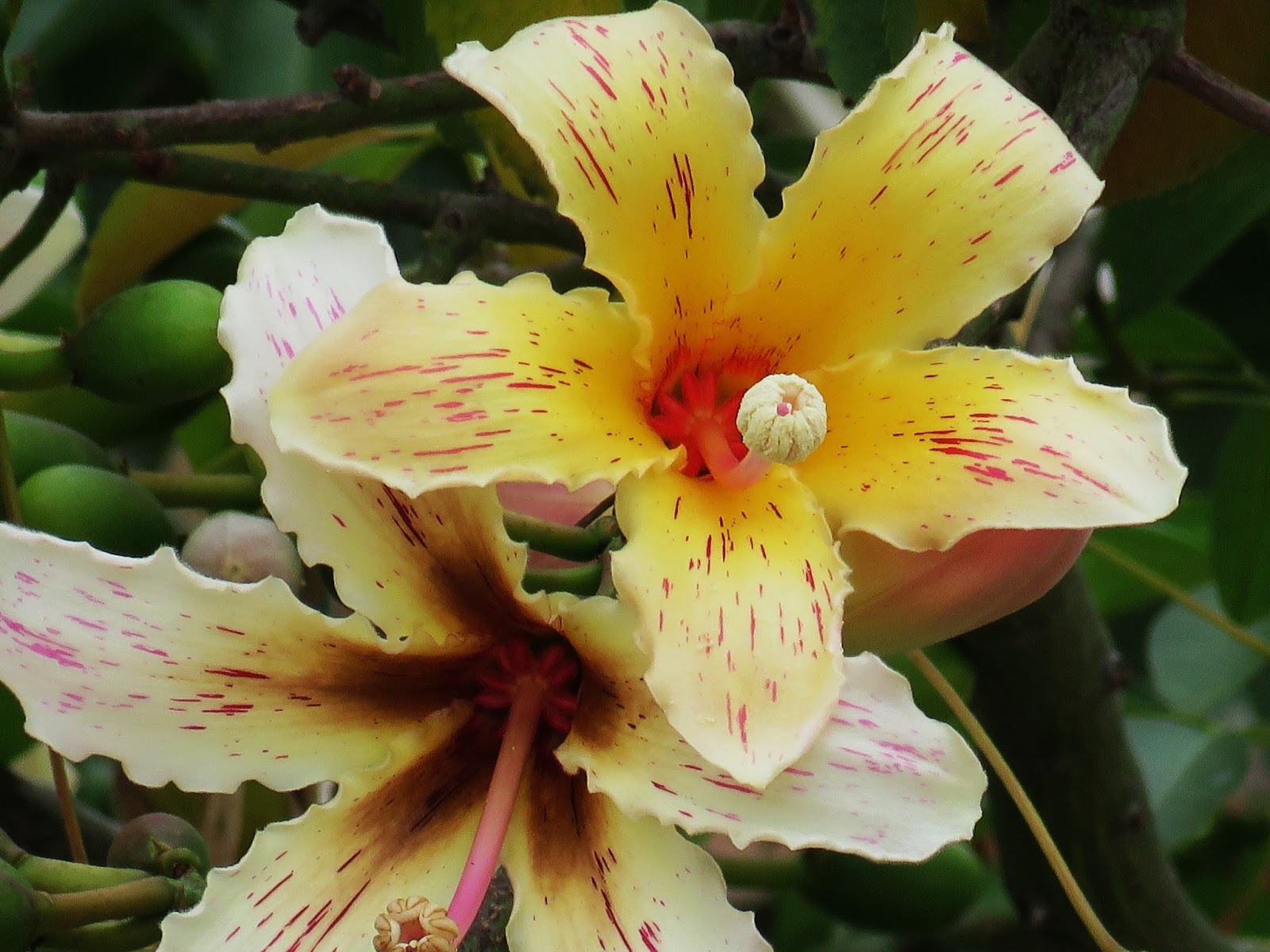 Uma flor por dia: Paineira-branca