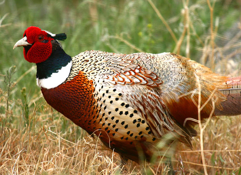 Pheasant | The Biggest Animals Kingdom