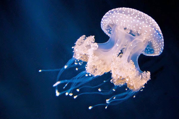 Amo a los Animales: La medusa luna