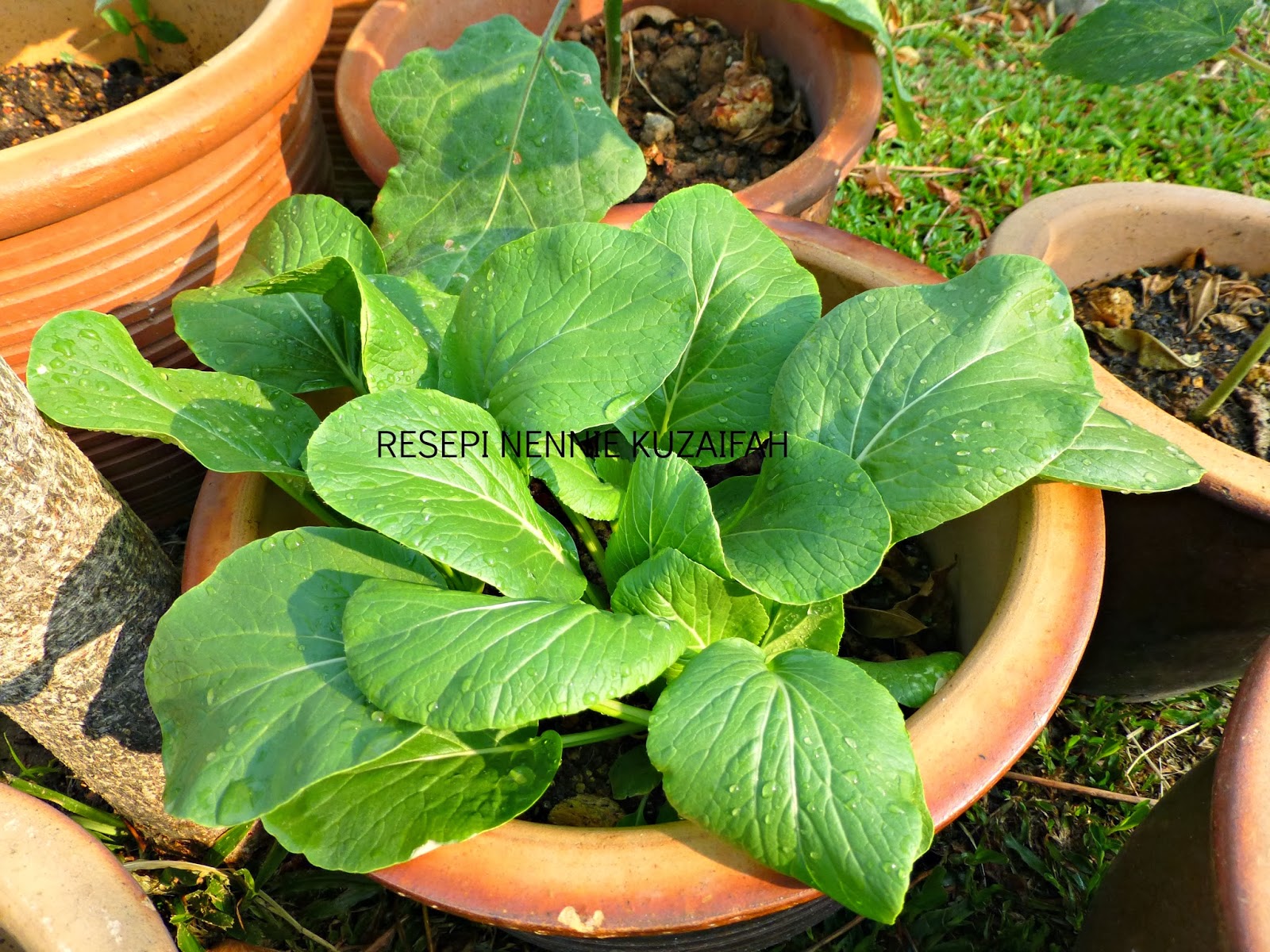 RESEPI NENNIE KHUZAIFAH: Sayur-sayuran di laman Nennie