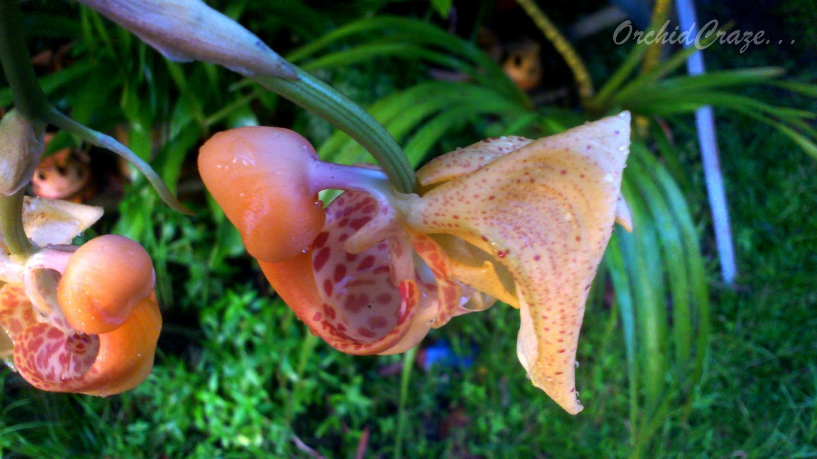 OrchidCraze: Bucket Orchid