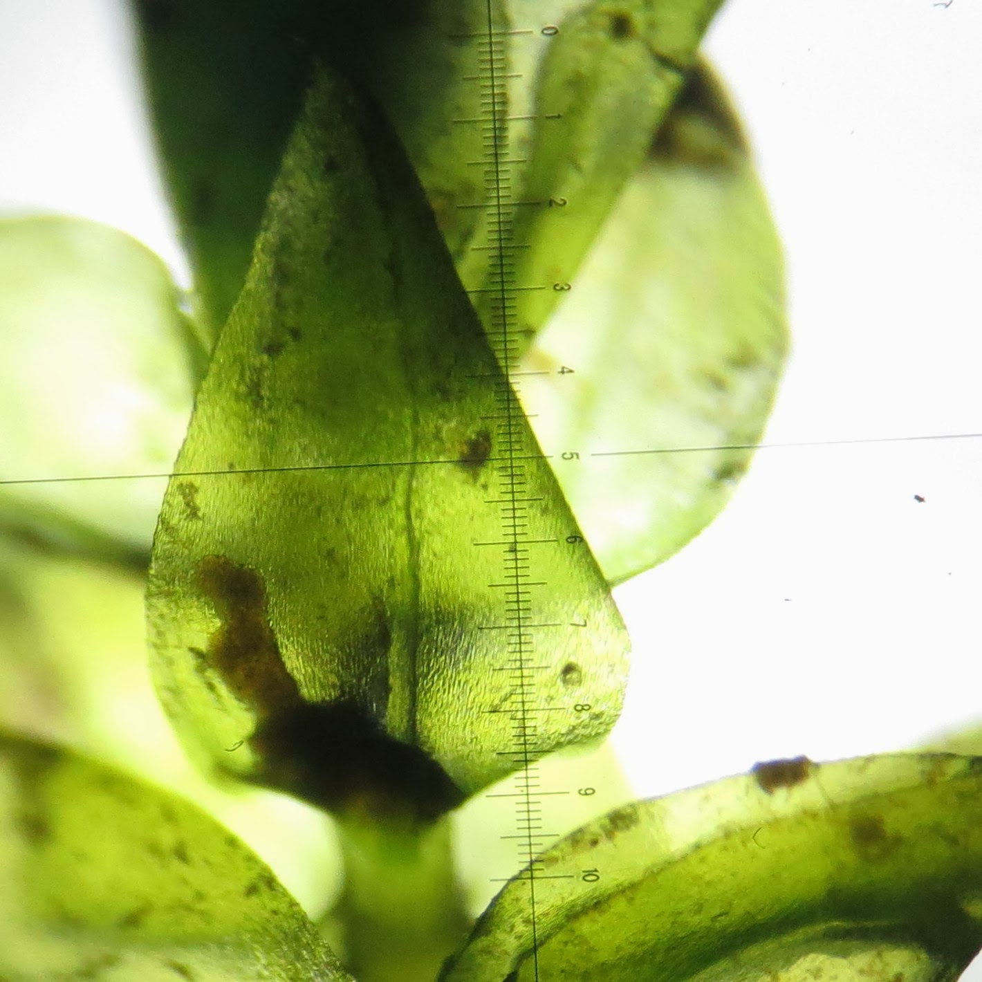 Bryo Bits: Platyhypnidium riparioides at Cullaloe LNR