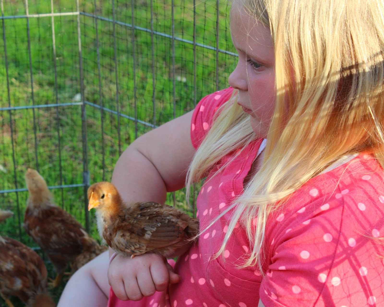 30dirtytoes: Chicken Trainers