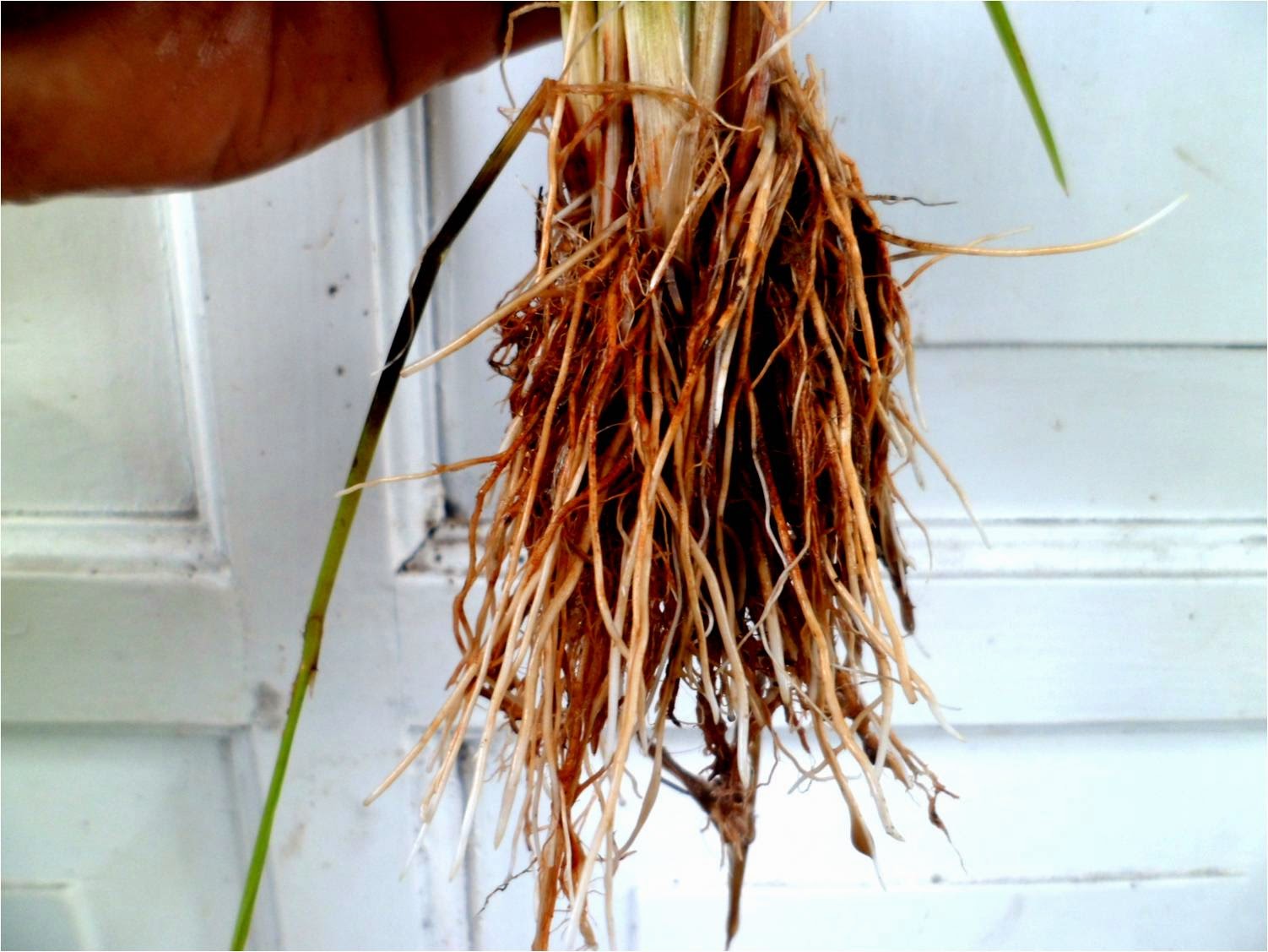 Rangkuman Gambar Tanaman Padi Sehat Jaman Now - Informasi Seputar ...